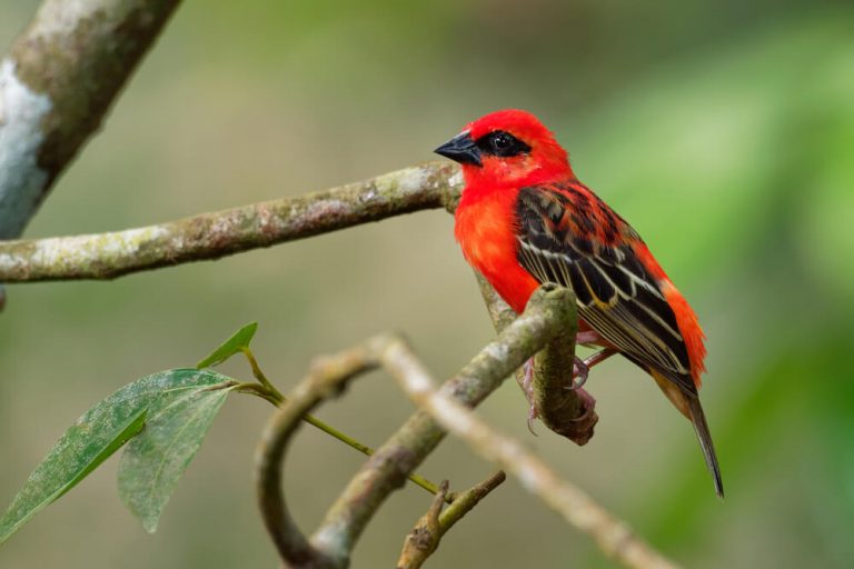 Animals of Mauritius - marguery-villas-resort